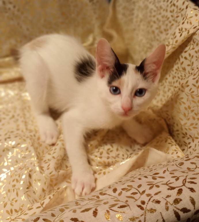 kurisumasu.org - Available Japanese Bobtail Kittens